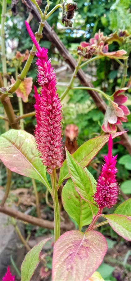 Long Purple and White Rooster S Comb Flower Stock Photo - Image of ...