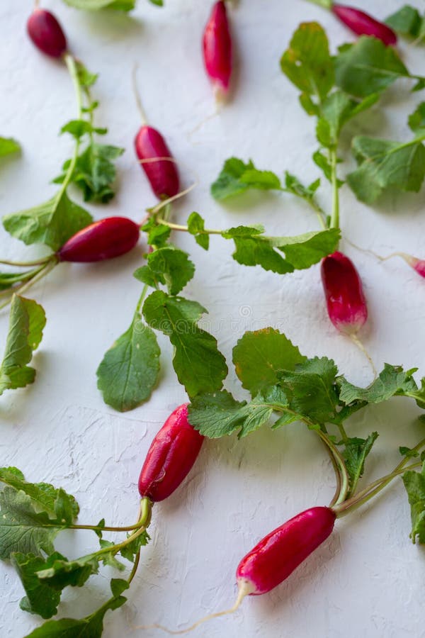 Long radishes, close-up stock photo. Image of ripe, gardening - 92396040