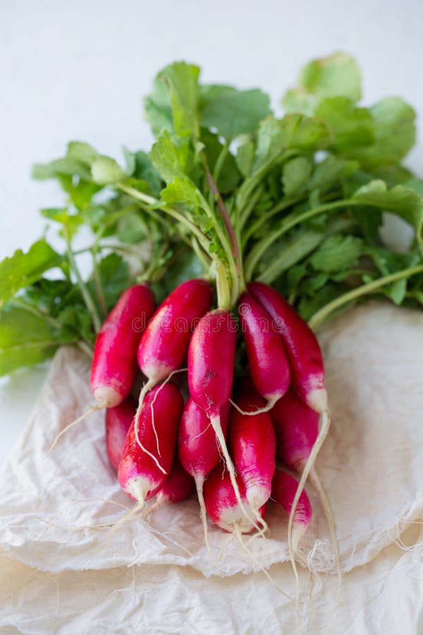 Long radishes stock photo. Image of gardening, healthy - 92396062