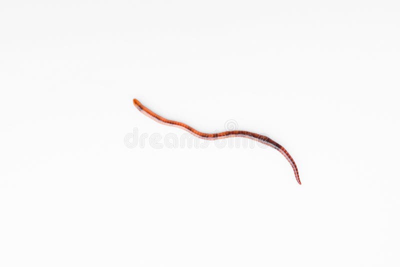 Long rainworm on white stock photo. Image of color, agriculture - 197047078