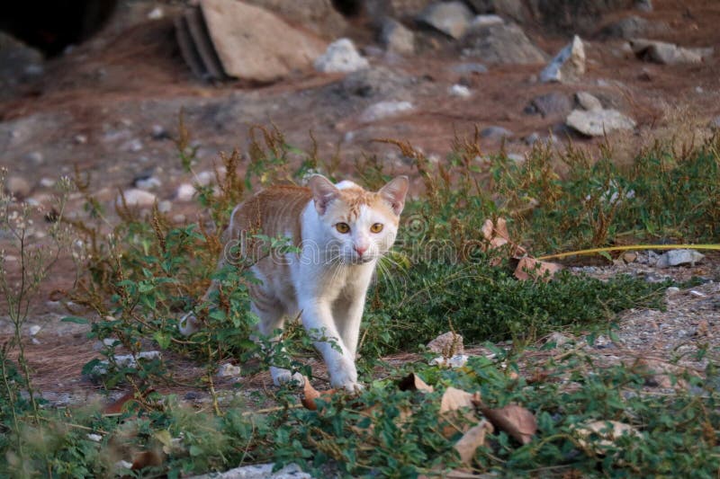 A Long-range Photo of a Cat Looking at the Camera Stock Image - Image ...