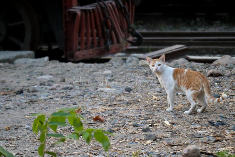 A Long-range Photo of a Cat Looking at the Camera Stock Photo - Image ...