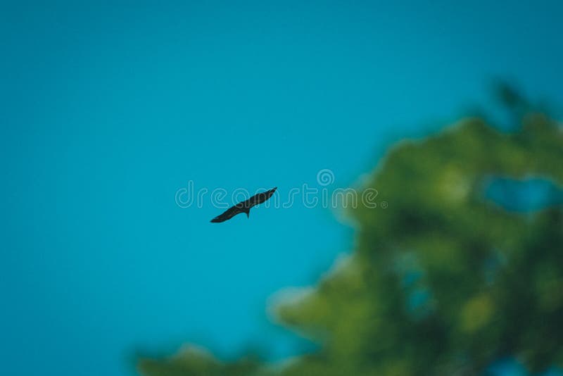 Long-range Shot of a Bird Flying in Clear Blue Sky Stock Image - Image ...