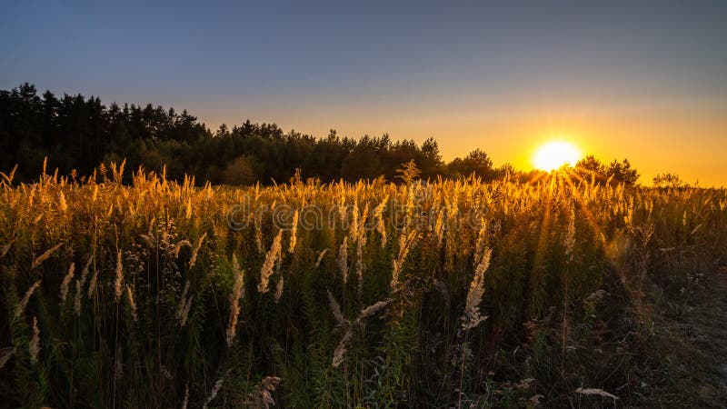 Long Rays of the Setting Sun Illuminate the Thick, Tall Grass of the ...