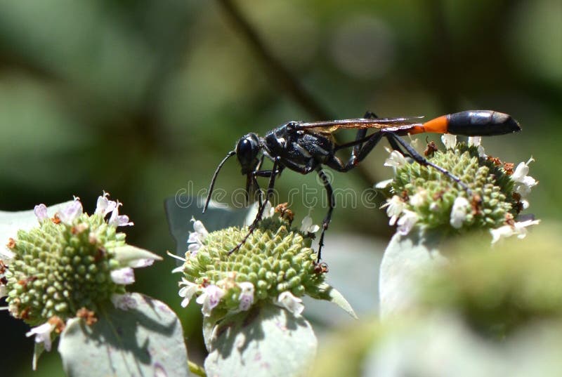Common Thread Waisted Wasp stock photo. Image of long - 159021218