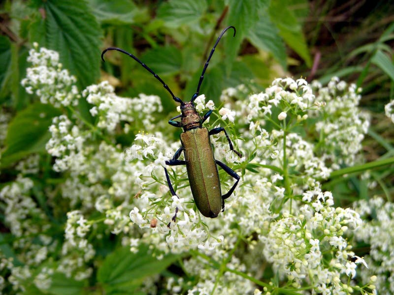 Long red beetle stock photo. Image of nature, tentacle - 18071240