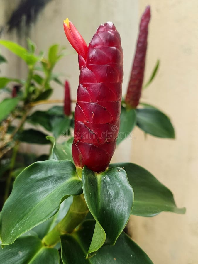 Long Red Flower at Private Garden Stock Image - Image of petal, long ...