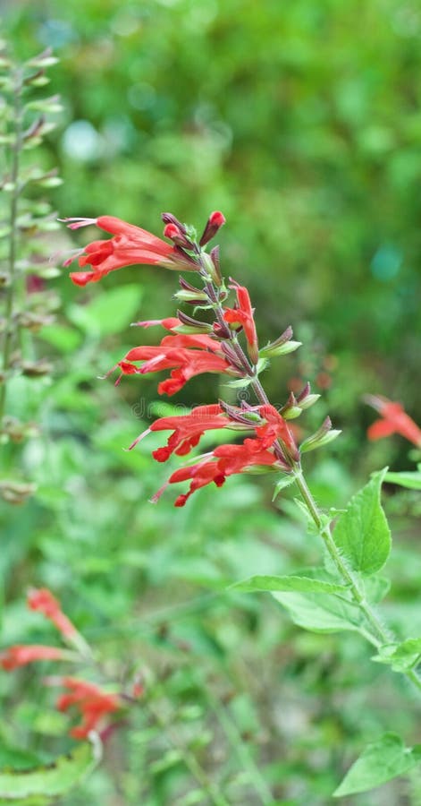 Long red flowers stock photo. Image of green, long, plant - 128359102