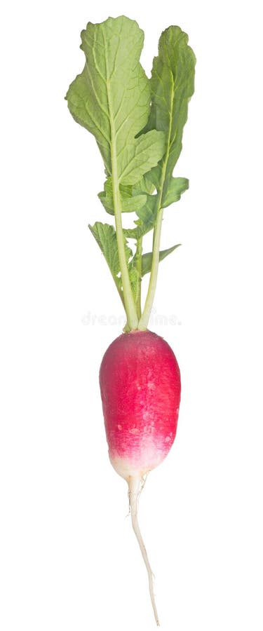 Long Red Radish with Leaves on White Stock Photo - Image of ripe ...
