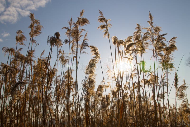 Long Reeds on the River Side Stock Photo - Image of morning, water ...