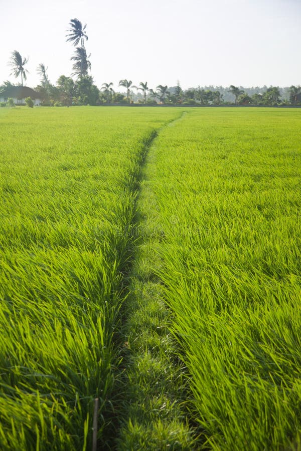 Long rice grass stock photo. Image of fresh, path, lawn - 23653820