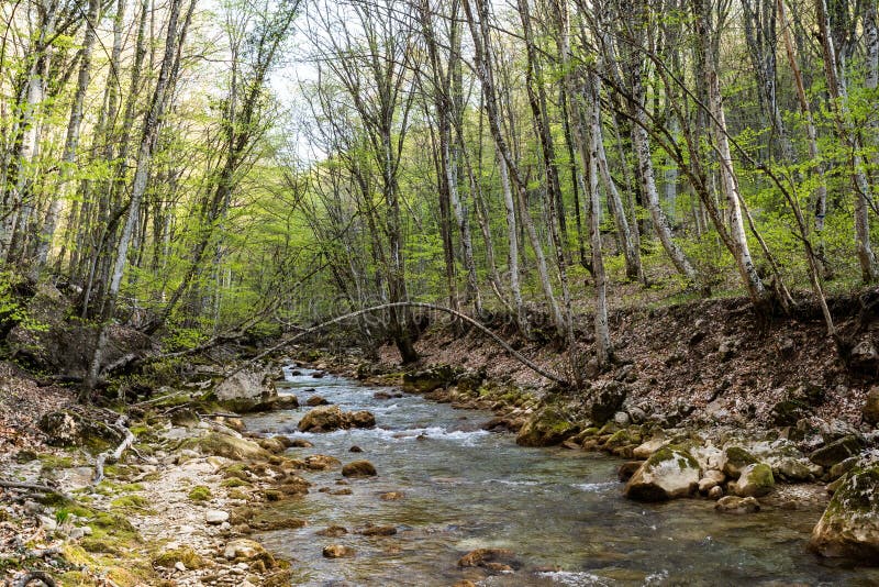 A Long River Flows through the Forest. Beautiful Forest Landscape ...
