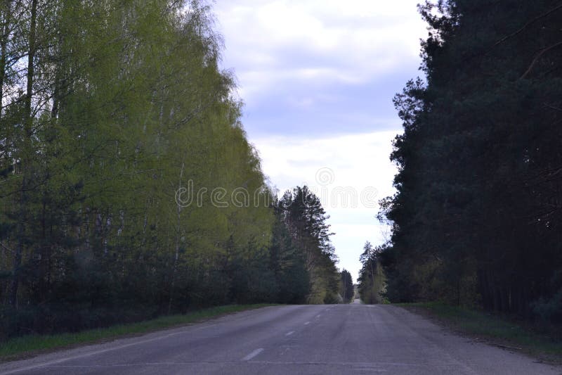 A Long Road Along a Dense Forest Stock Photo - Image of beautiful ...