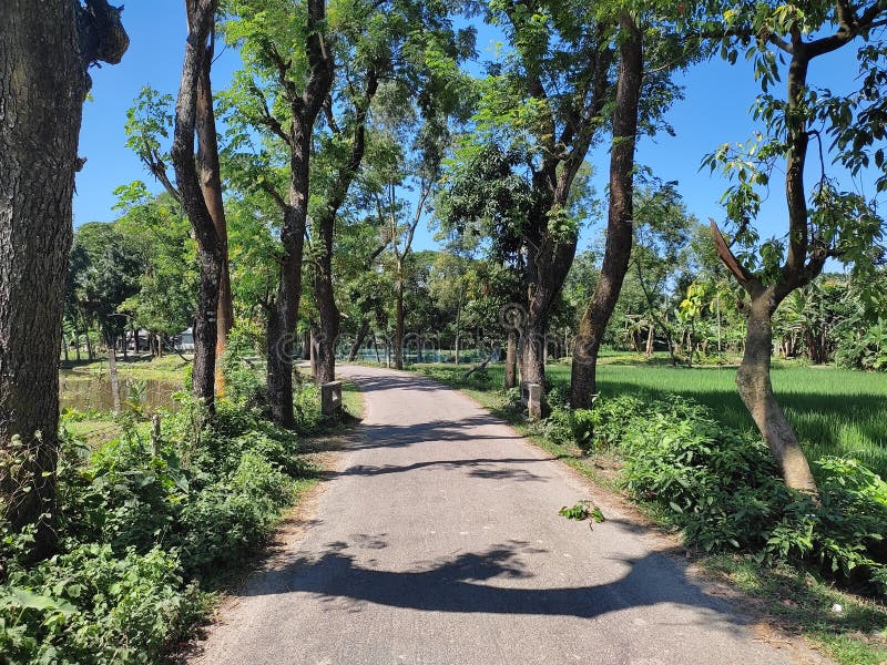 Long Road with Beautiful Green Trees Under Blue Sky a Beautiful Scenery ...