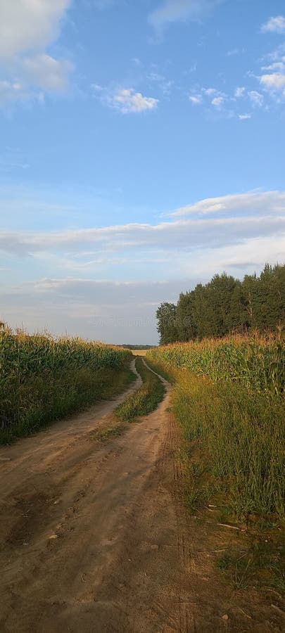 The Long Road between Fields of Corn Stock Photo - Image of meadow ...