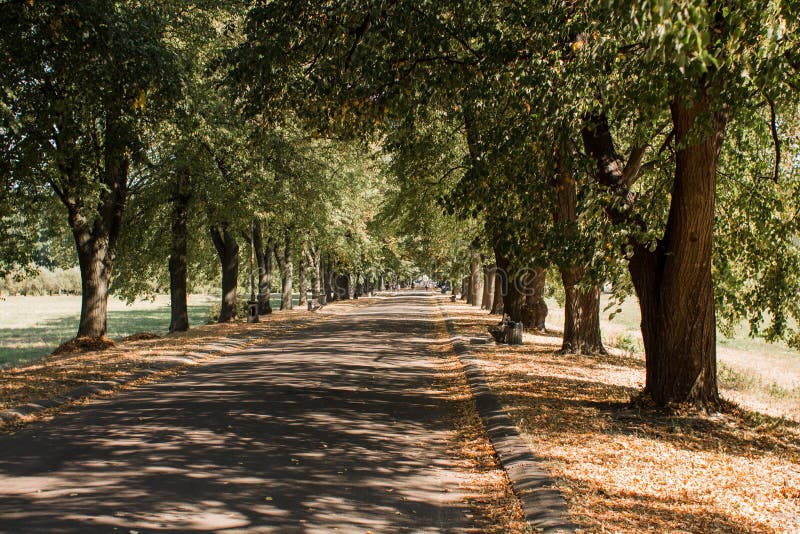 Long Road in the Green Forest Stock Photo - Image of landscape, green ...