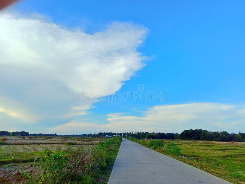 Long Road Next To Rice Fields Stock Photo - Image of road, next: 345510480