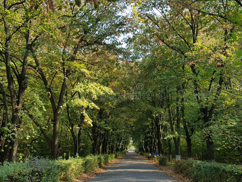 Long Road in a Park at a Summer End Stock Image - Image of park, road ...
