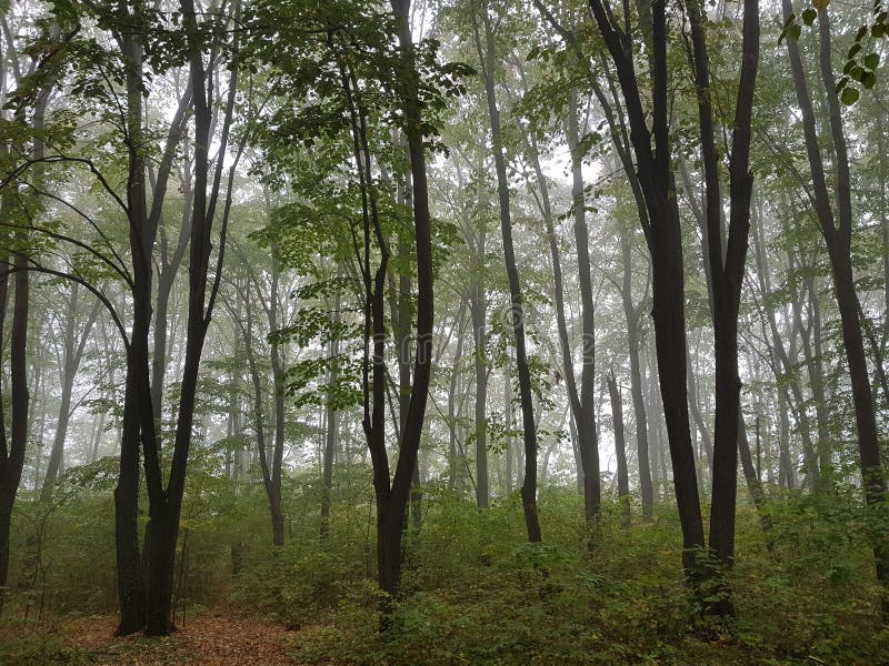 Long Road in a Park at a Summer End Stock Photo - Image of road, park ...
