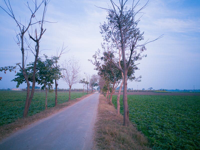 Long Road, Tree Sides and Fields Stock Image - Image of sunlight, hill ...