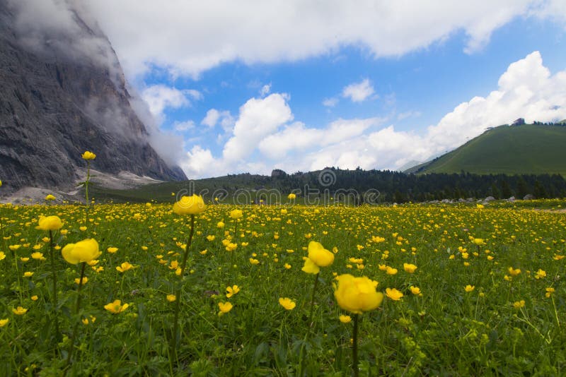 Long Rock on the Dolomites stock image. Image of forest - 190151225