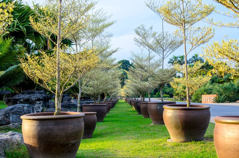 Long roll trees in the pot stock photo. Image of botanical - 31155402