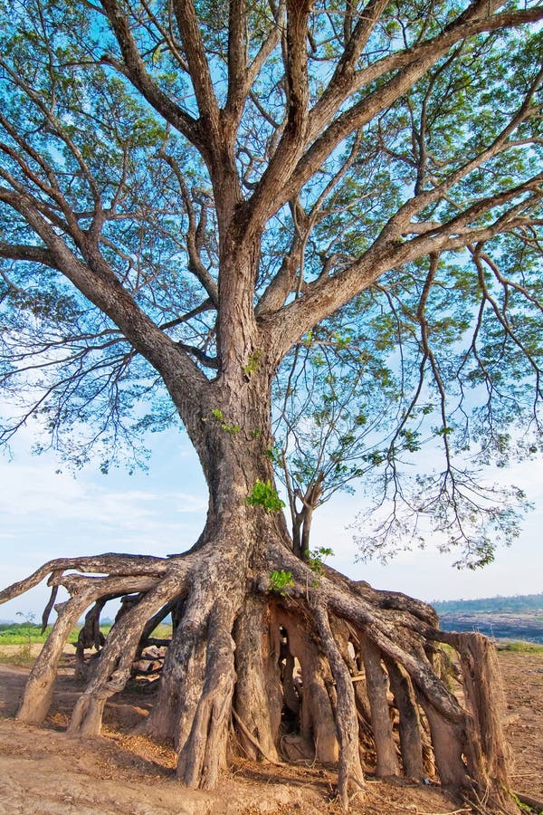 Long Root stock photo. Image of sampanbok, background - 16478416