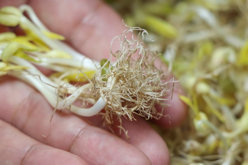 Long root sprouts stock photo. Image of nature, cuisine - 220049874