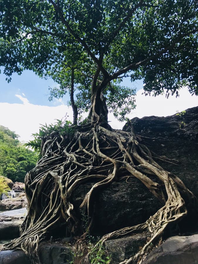 Long roots of a big tree stock photo. Image of naturelover - 118801024