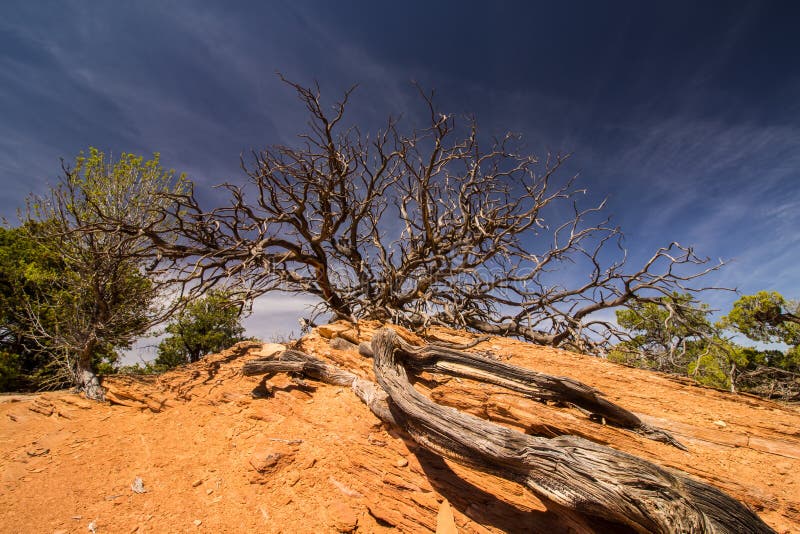 Gnarly Tree Bark Rushmere Bedfordshire Stock Photo - Image of colur ...