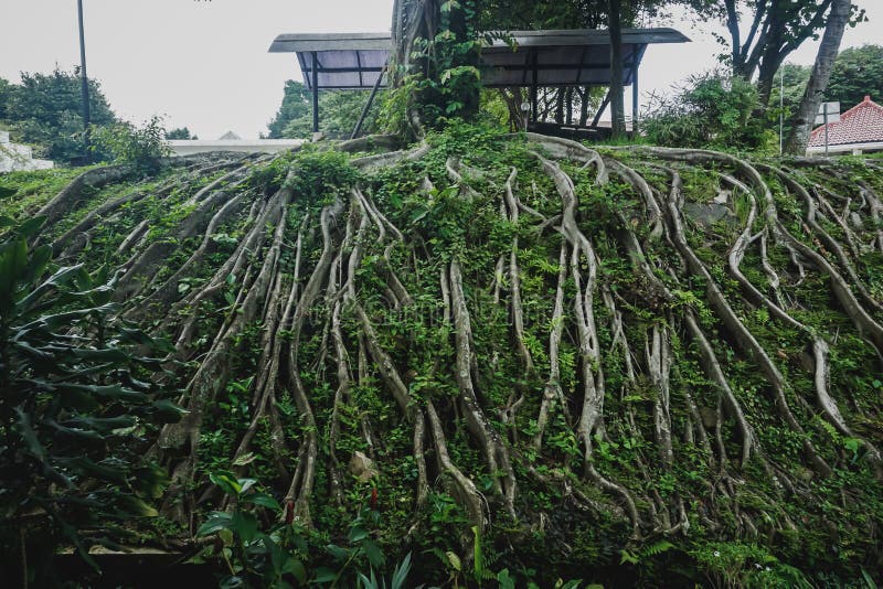 Long Roots of a Tree on a City Street Stock Image - Image of ...