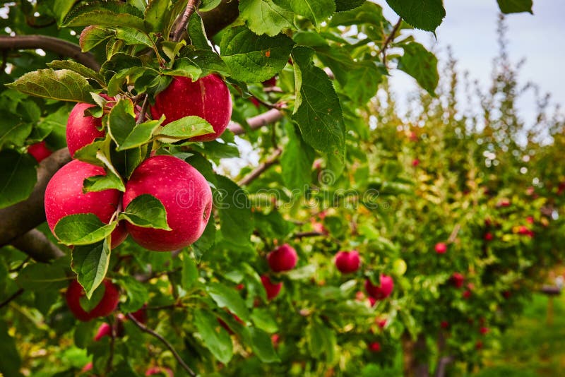 Long Row of Apple Orchard Trees with Focus on Group of Fresh Red Apples ...