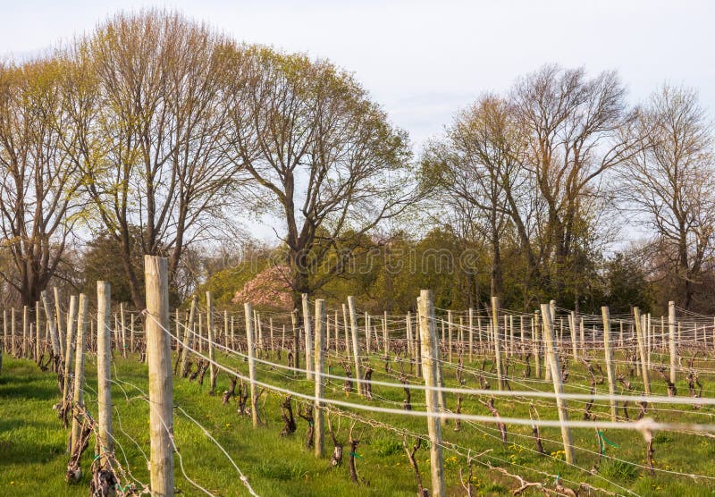 A Long Row of Grape Vines Planted in the Fields of a Vineyard Stock ...