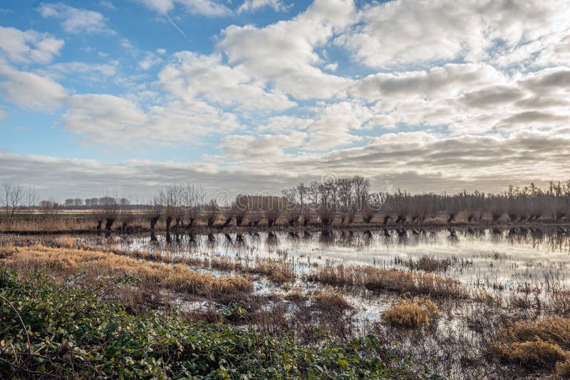 Long Row of Pollard Willows Reflected in the Water Stock Image - Image ...