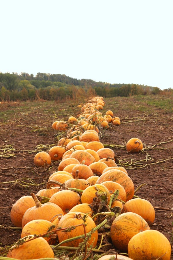 Long Row of Ripe Pumpkins on a Field Stock Image - Image of field ...