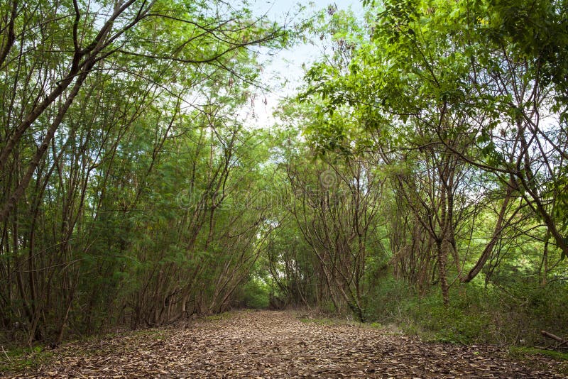 A Long Row of Trees Along a Brown Leaves Field. Stock Image - Image of ...