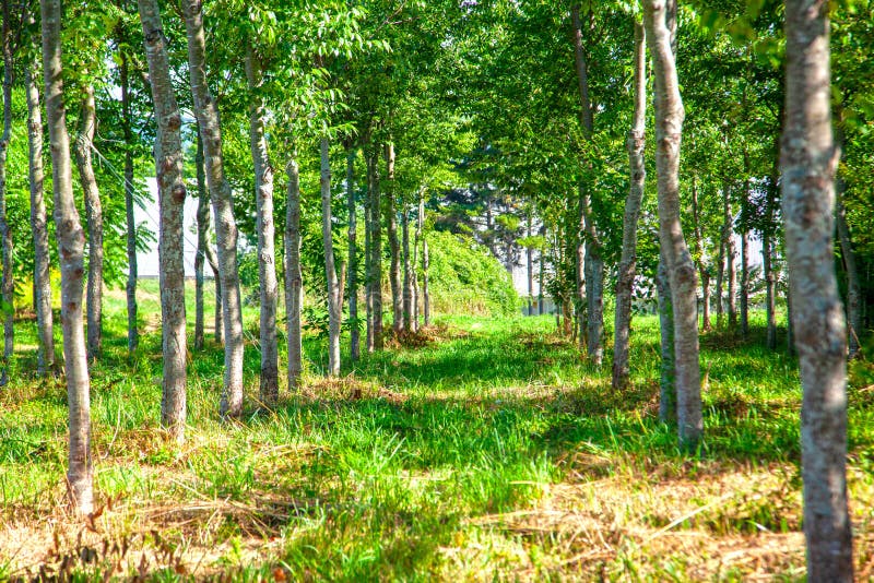 Long row of trees stock photo. Image of spring, rural - 195492916