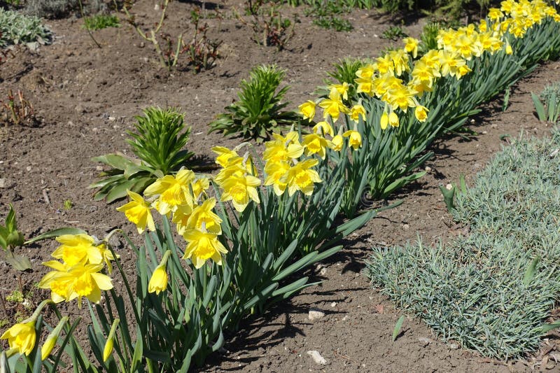 Long Row of Yellow Flowers of Daffodils in March Stock Image - Image of ...