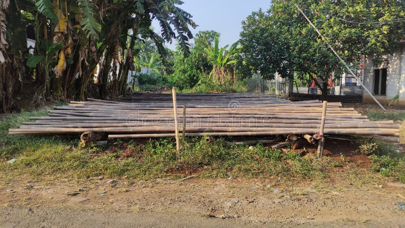 Long rows of bamboo wood stock image. Image of park - 291990905