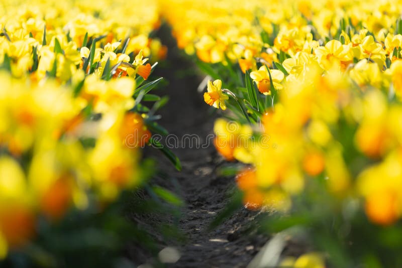 Long Rows Beautiful Yellow Daffodils Stock Photos - Free & Royalty-Free ...