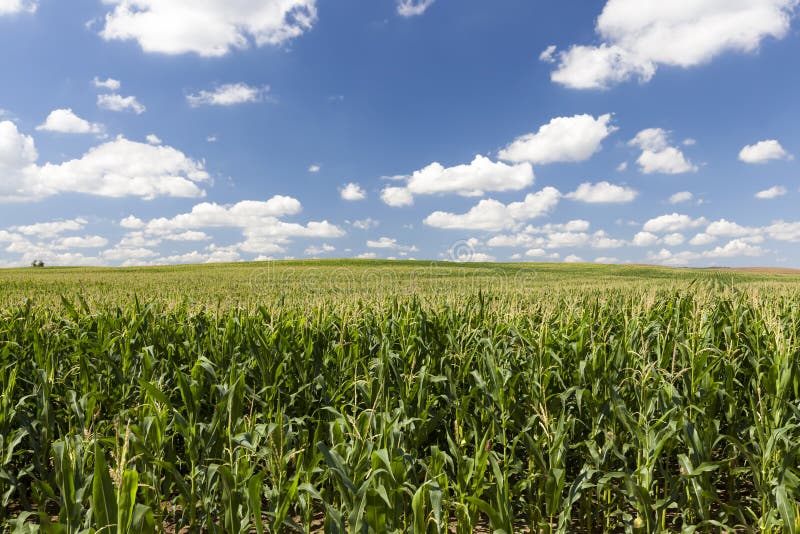 Long Rows of Green Corn Sprouts in Spring or Summer Stock Image - Image ...