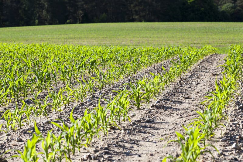 Long Rows of Green Corn Sprouts in Spring or Summer Stock Photo - Image ...