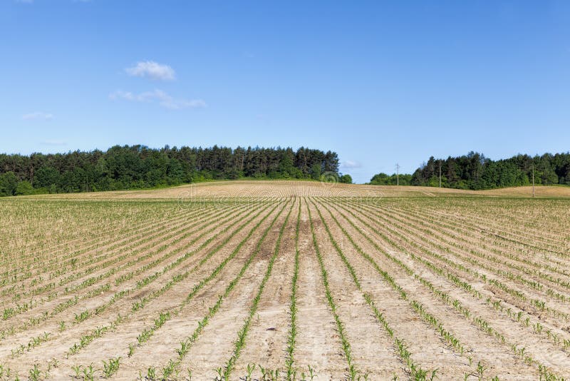 Long Rows of Green Corn Sprouts in Spring or Summer Stock Photo - Image ...