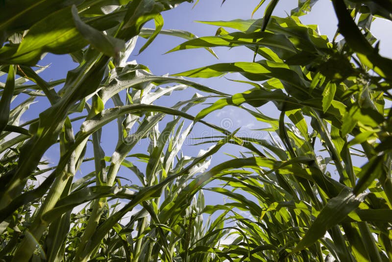 Long Rows of Green Corn Sprouts in Spring or Summer Stock Photo - Image ...