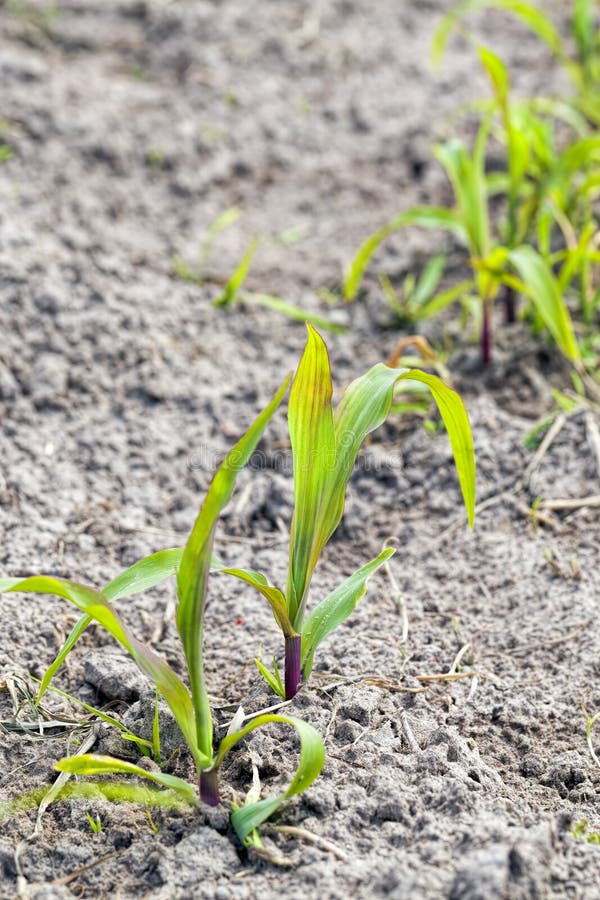 Long Rows of Green Corn Sprouts in Spring or Summer Stock Image - Image ...