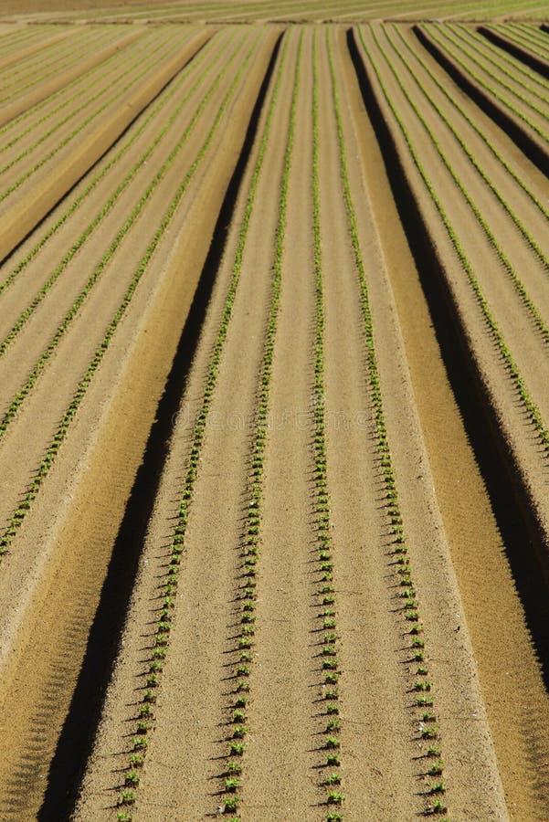 Long Rows of Green Plants Growing in the Field Stock Image - Image of ...