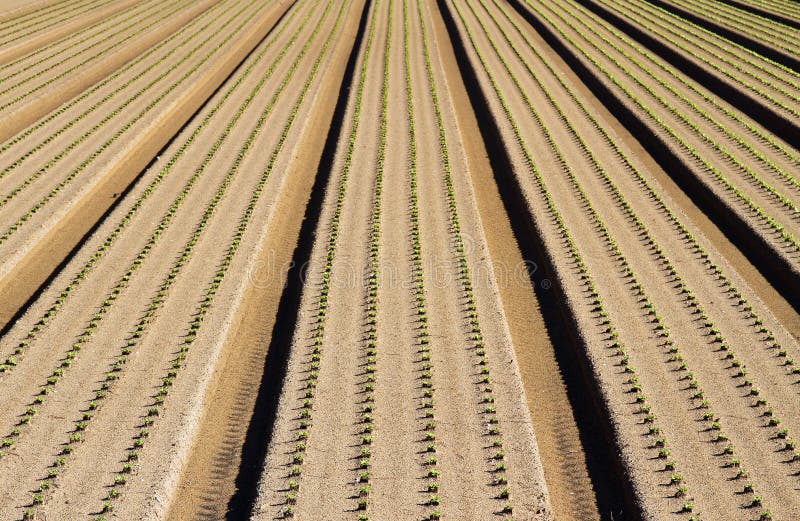 Long Rows of Plants Growing in the Field Stock Photo - Image of ...