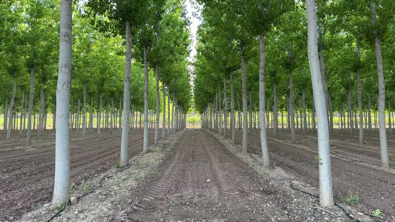 Long Rows of Poplar Trees Growing in a Plantation for Sustainable Wood ...