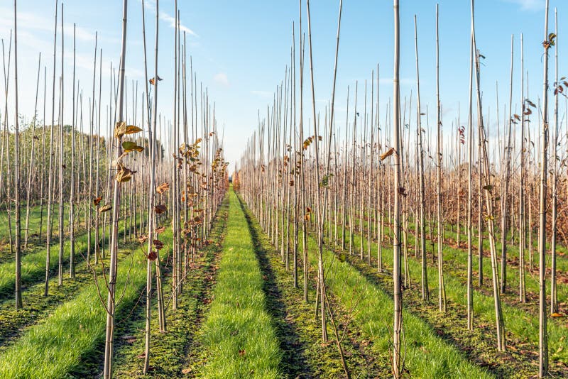 Long Rows in a Tree Nursery Stock Photo - Image of autumn, blue: 165485702