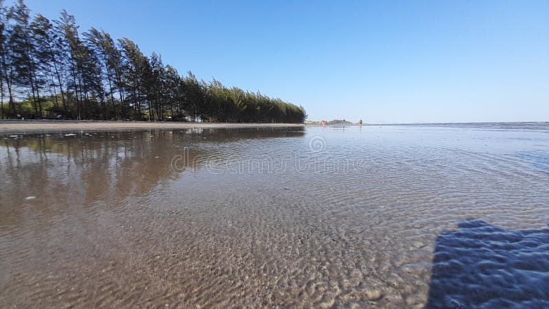 Long Rows of Trees on the Shoreline Stock Image - Image of shore, sand ...